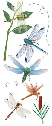 Jolees Touch Of Jolee's Dimensional Stickers - Dragonflies | LoveCrafts